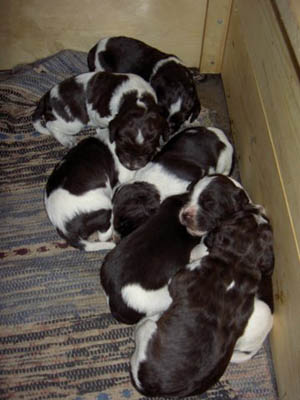 Valpar födda 8/4 2005