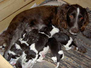 Valpar födda 8/4 2005